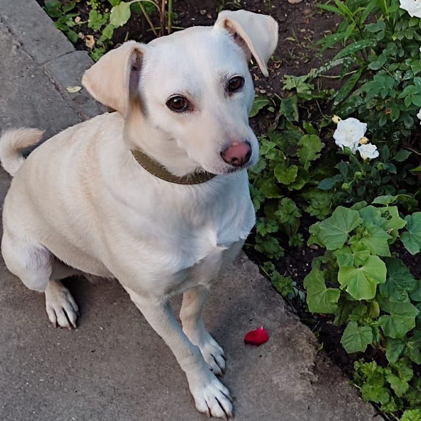 Белла в поиске добрых ручек