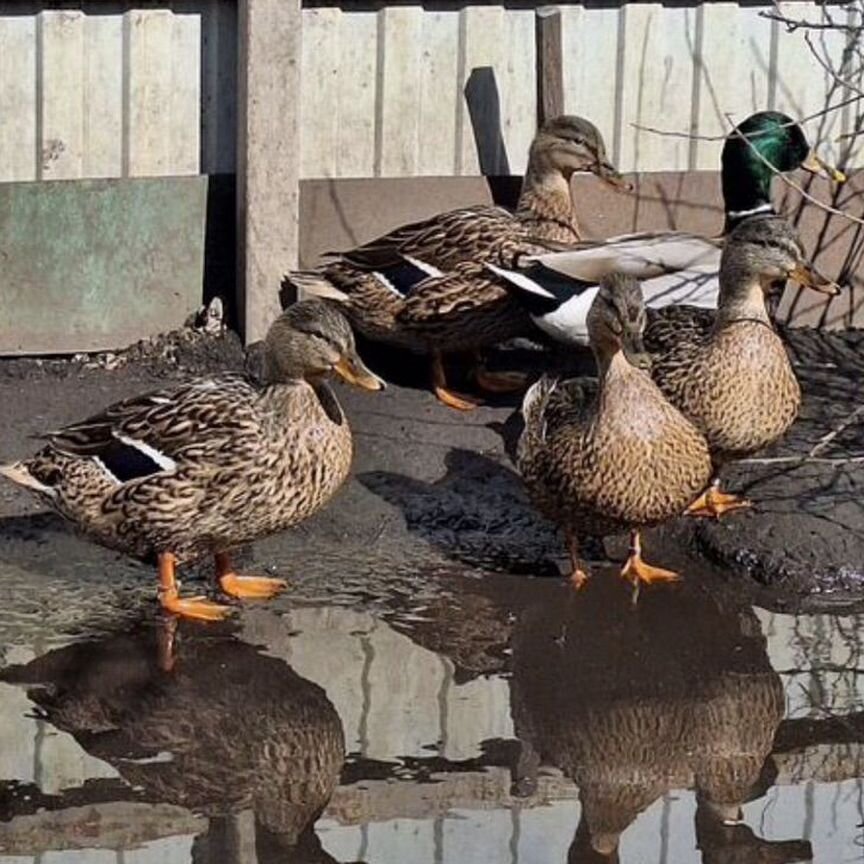 Подсадные утки для охоты