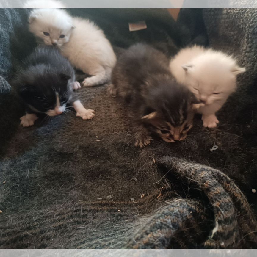 Котята в добрые руки