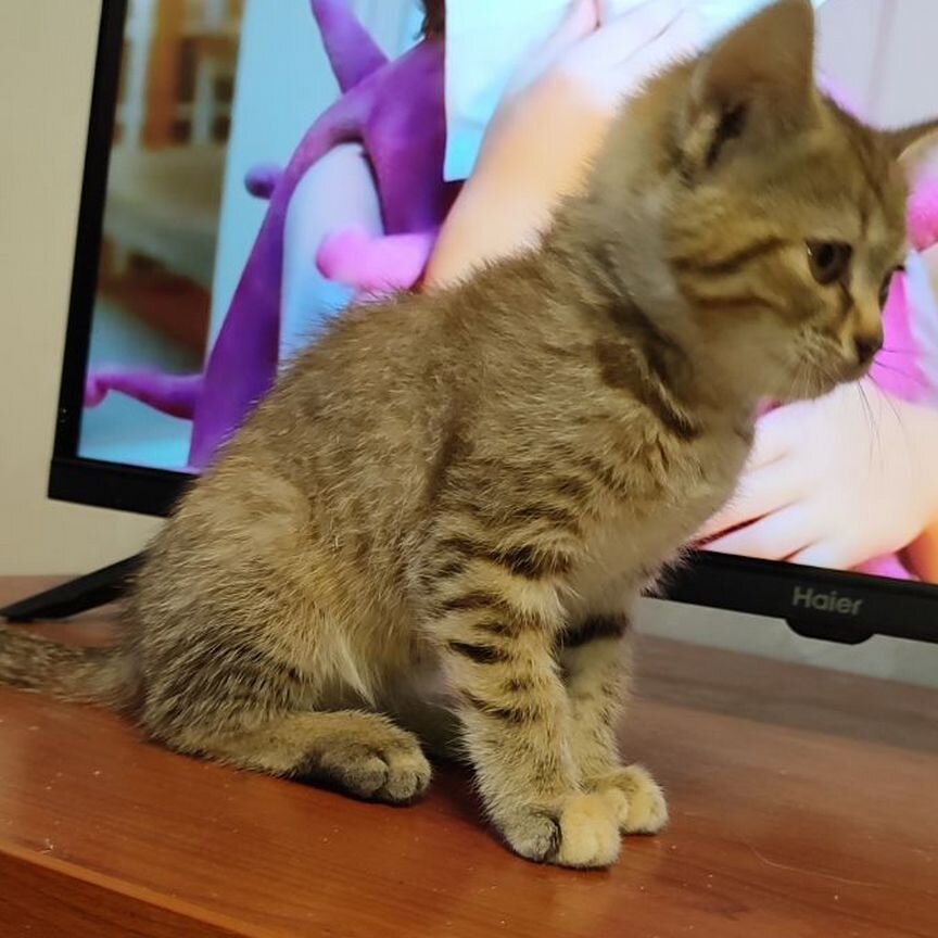 Британочка в добрые руки