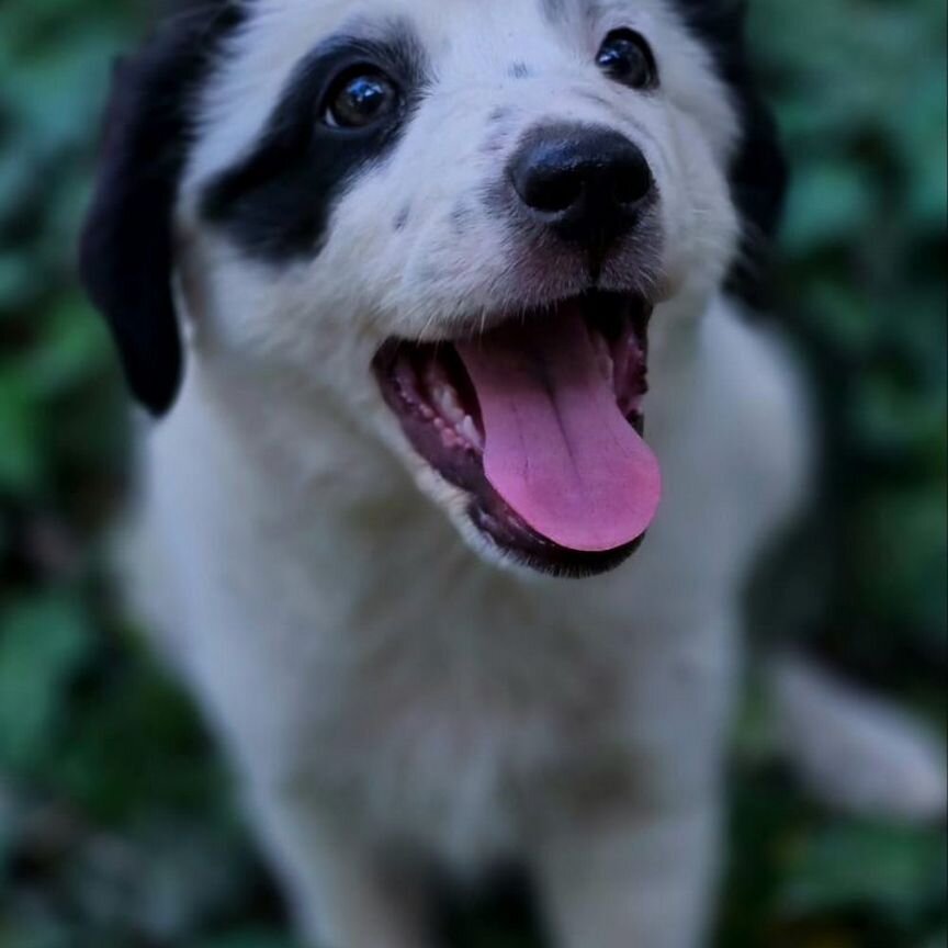 Найдена семья, очень нужен дом