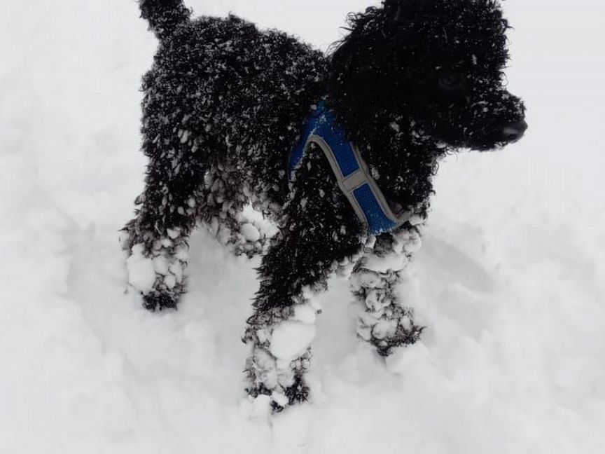 Той-пудель вязка мальчик