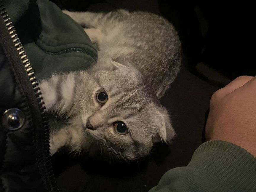 Шотландская вислоухая кошка бесплатно