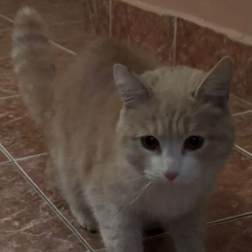 Котята в добрые руки мальчики рыжие