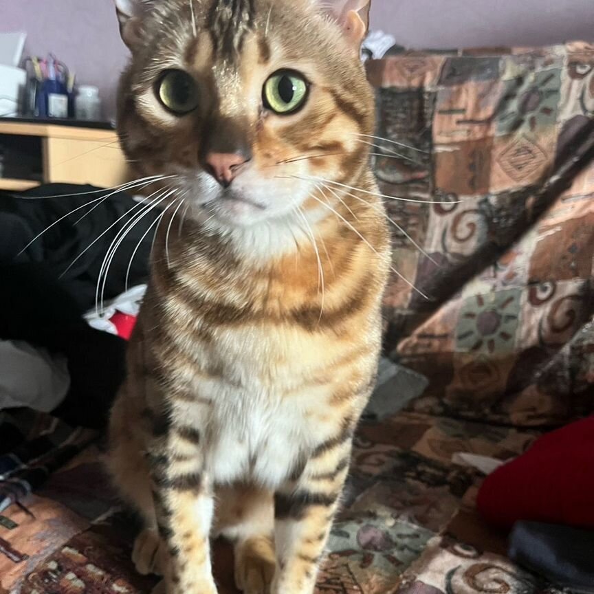 Отдаем в добрые руки