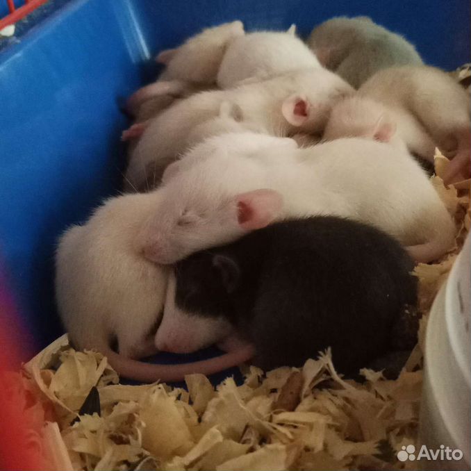 Крысули Дамбо детишки