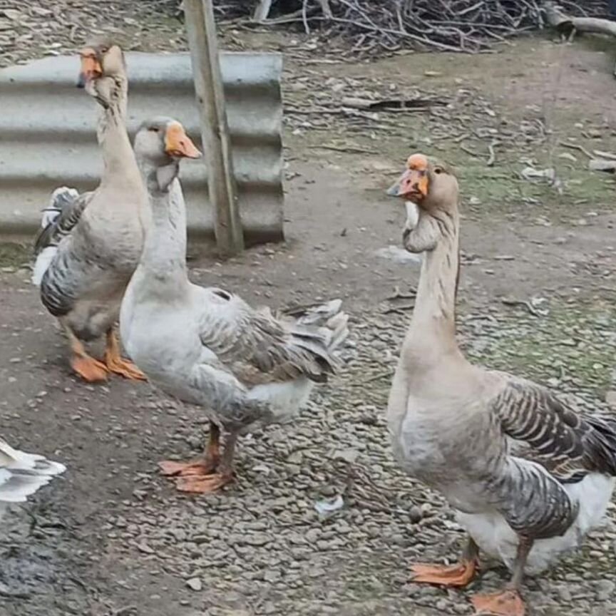 Холмогорские гуси