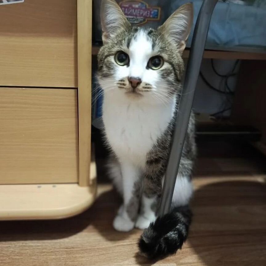 Взрослый кот в добрые руки