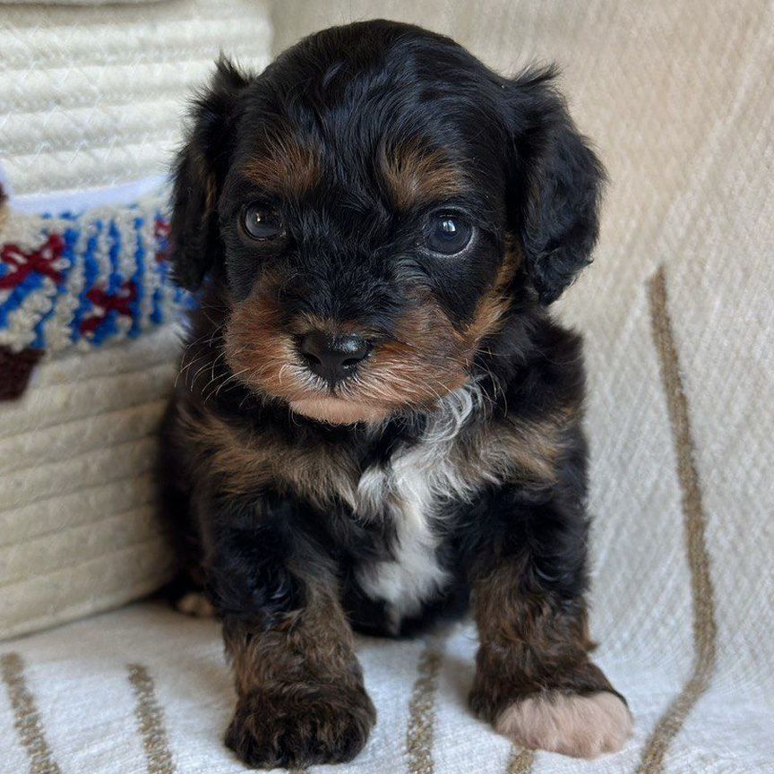 Кавапу, щенок