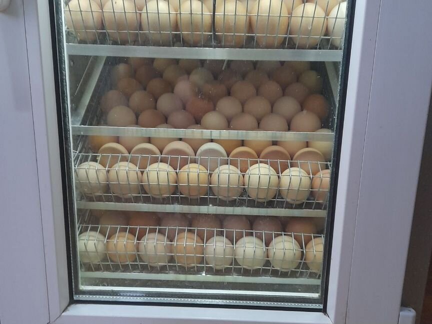 Суточный бройлер кооб 500