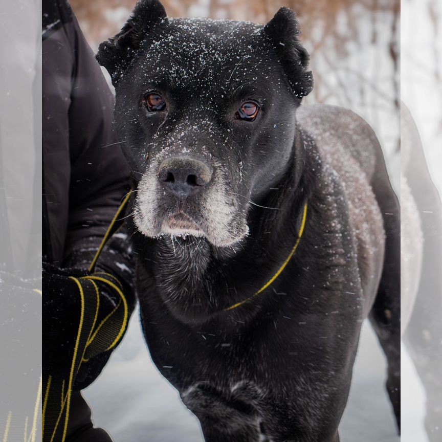 Кане-корсо, взрослый пёс