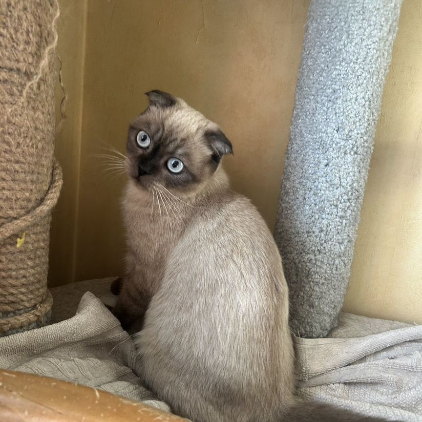 Стейси из приюта ждёт семью