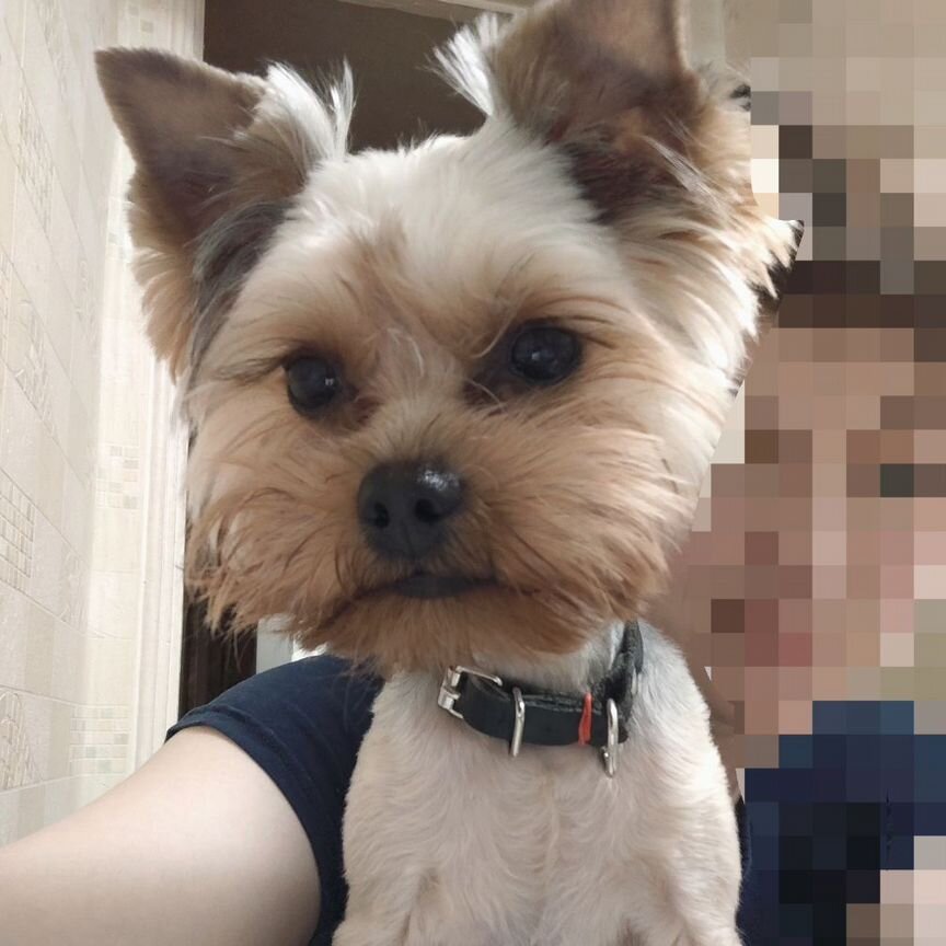 Йоркширский терьер, щенок