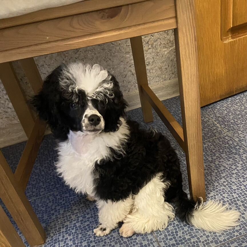 Пудель арлекин девочка