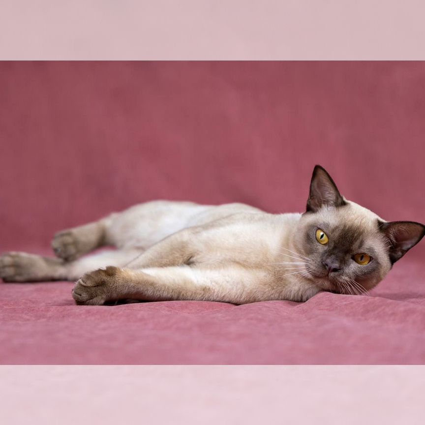 Европейский бурманский котёнок