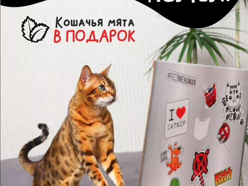 Когтеточка для кошек ноутбук новая