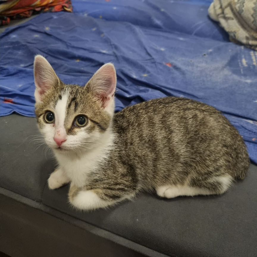 Котёнок