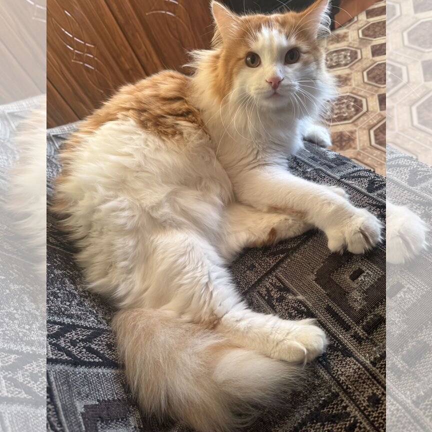 Взрослый кот от частного владельца