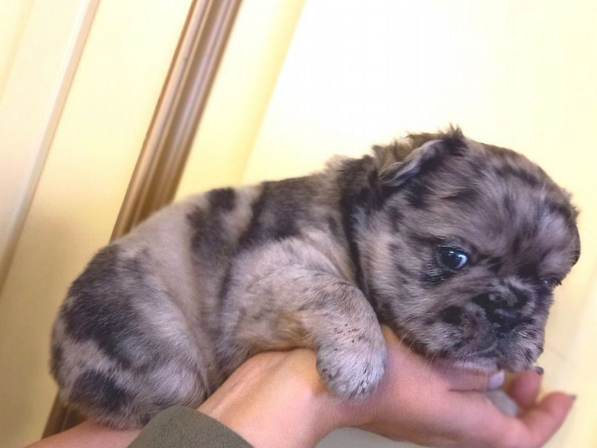 Девочка мерле флаффи