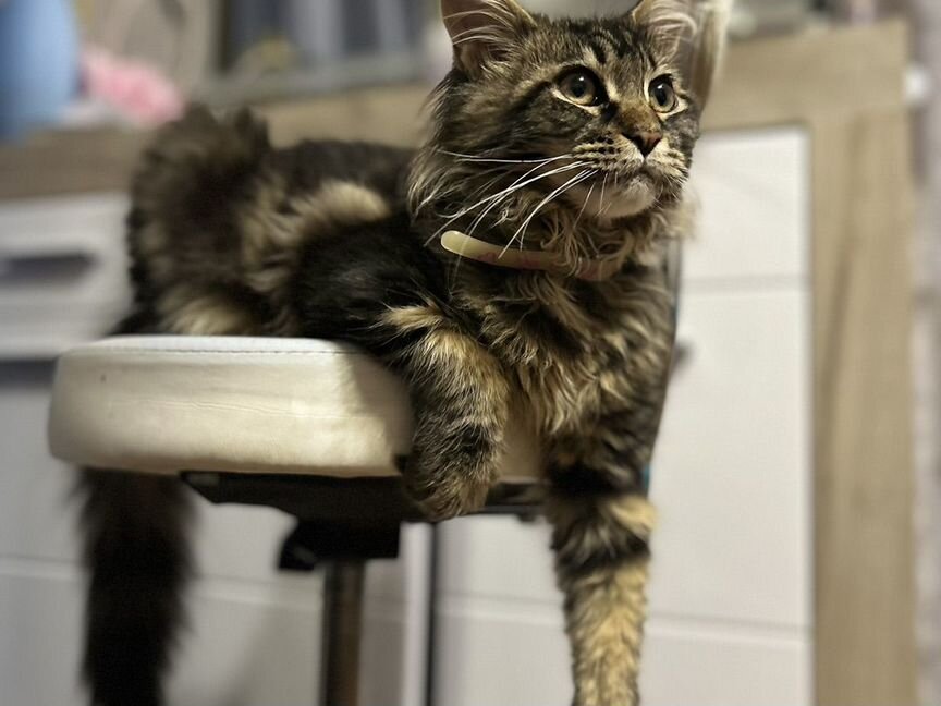 Котёнок Мейн-кун чистопородная