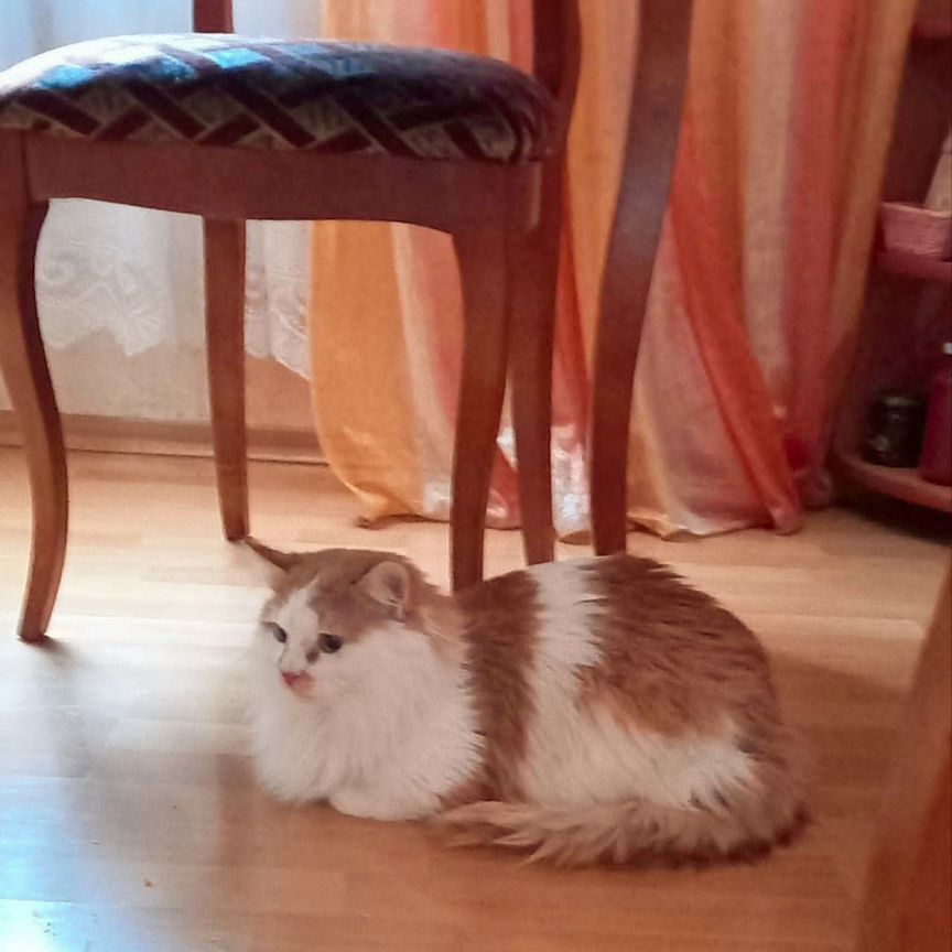 Кот 9 мес бесплатно