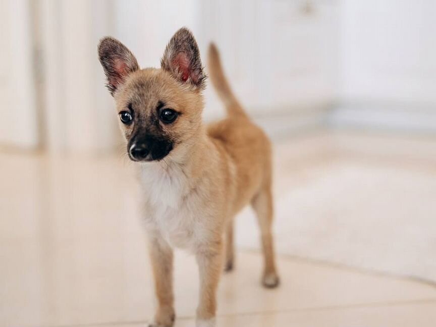 Той-терьер метис в добрые руки