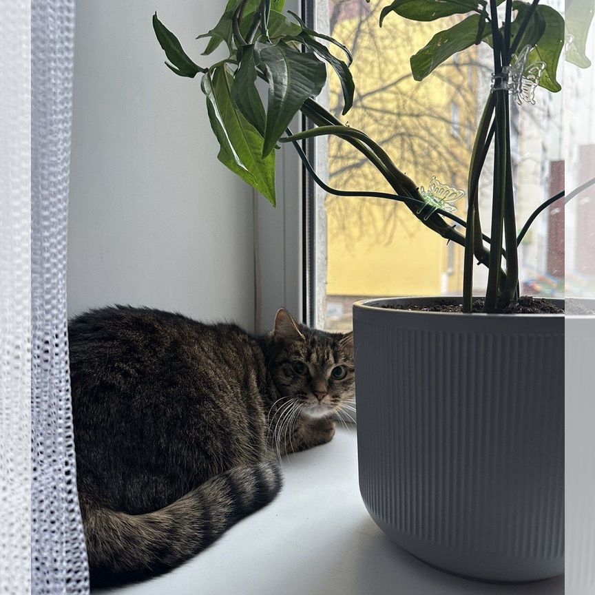 Взрослая, кошка в добрые руки