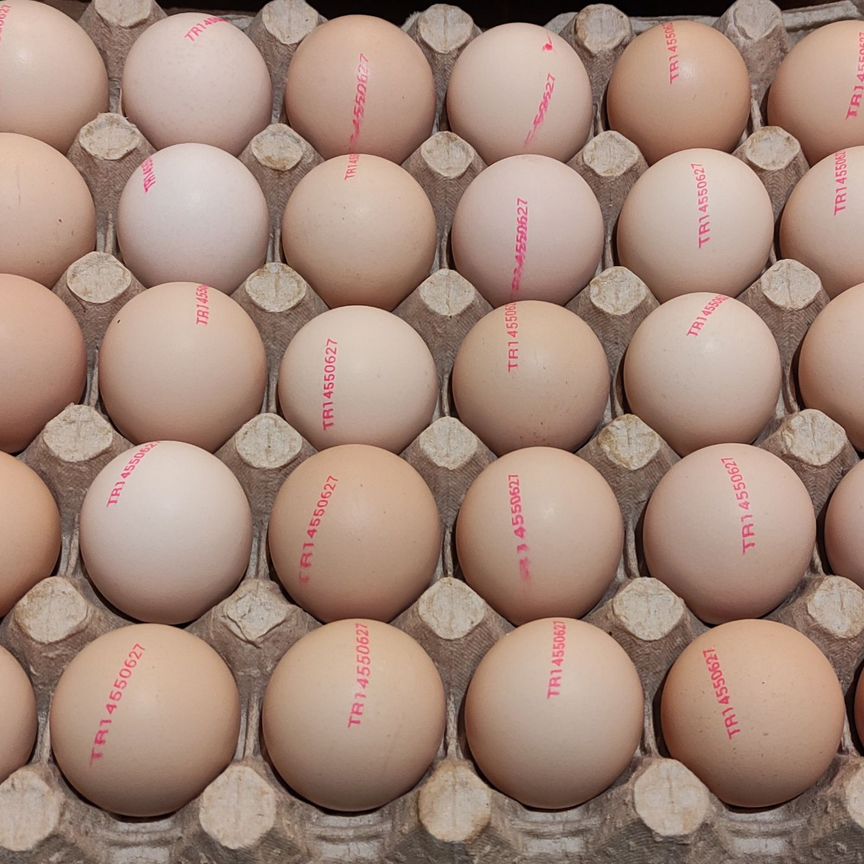 Инкубационное яйцо всех видов птиц