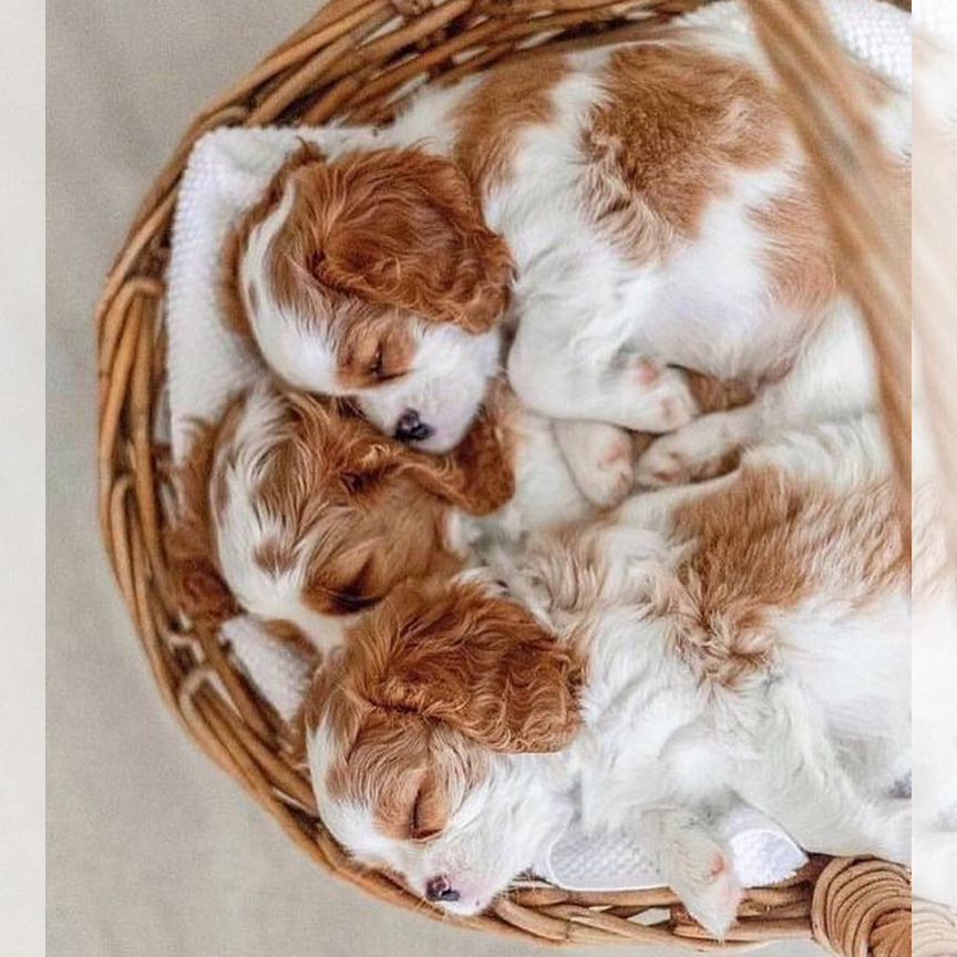 Кавалер кинг-чарльз-спаниель, щенок