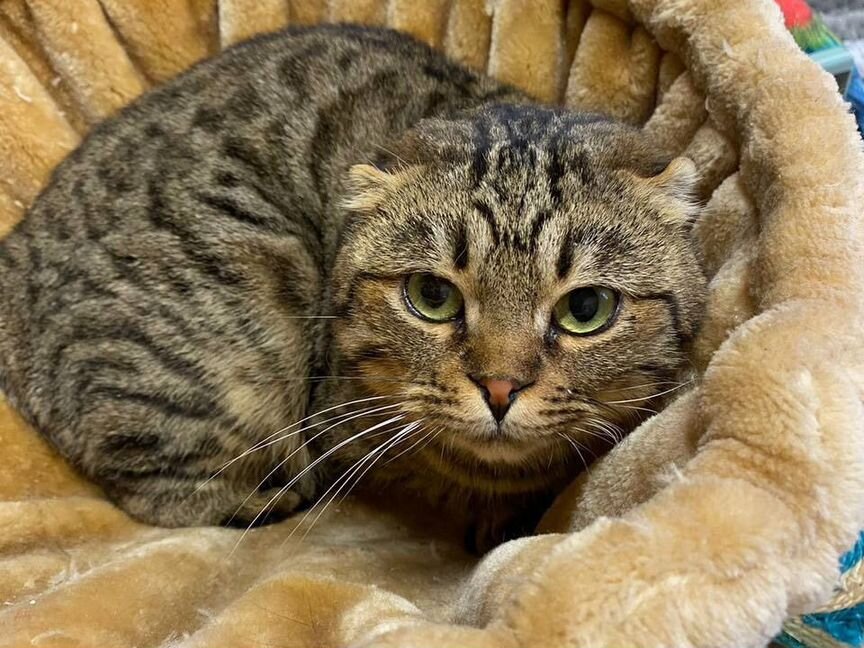 Кошечка ищет дом