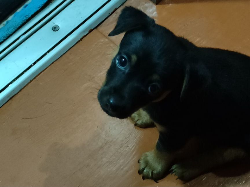 Продам щенка