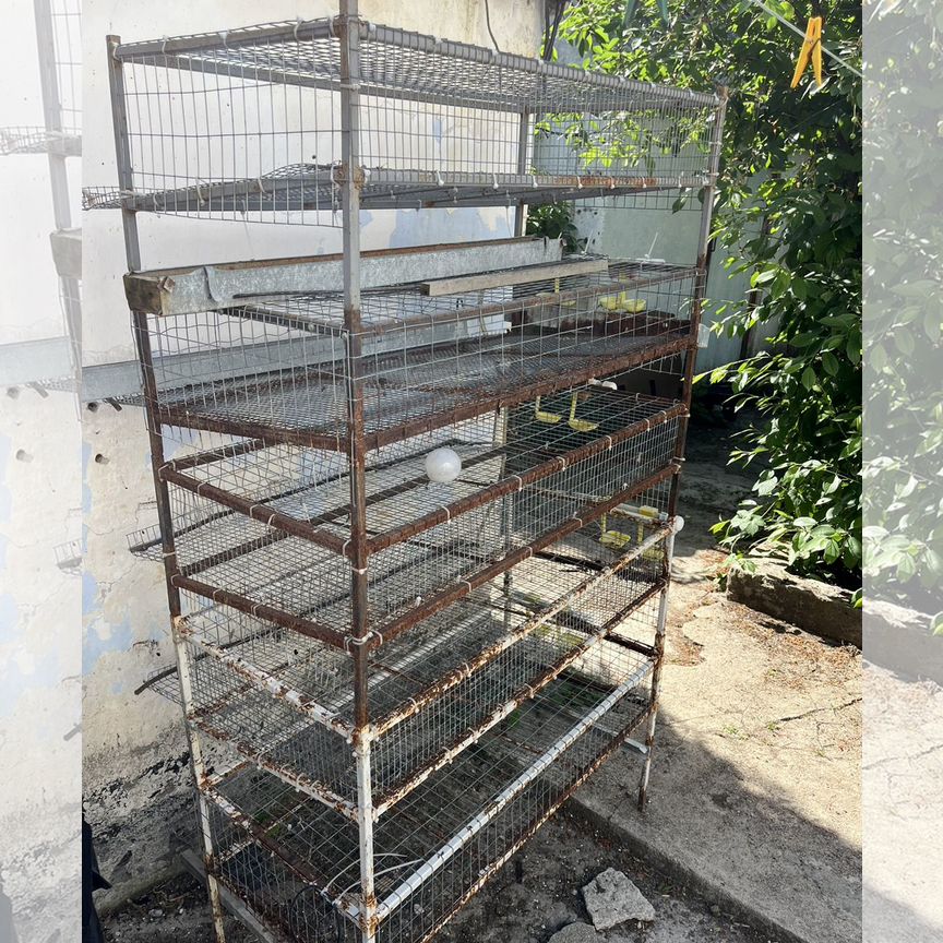 Клетки для перепелок