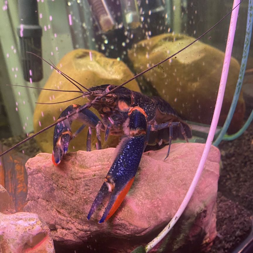 Австралийский голубой рак