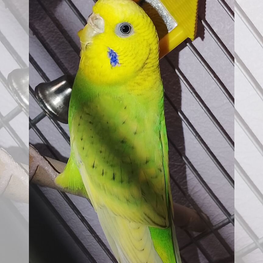 Попугай волнистый самка с клеткой