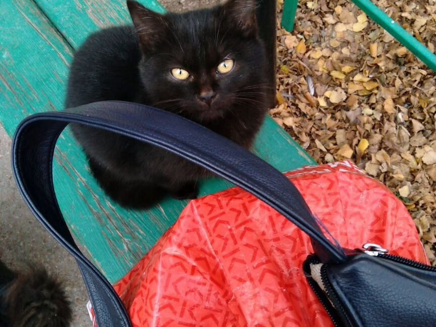 Котик в Давлеканово подарите ему дом