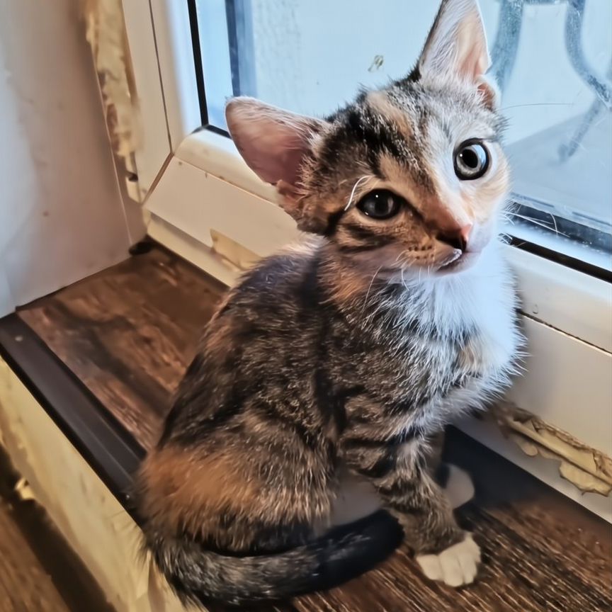 Котёнок в добрые руки