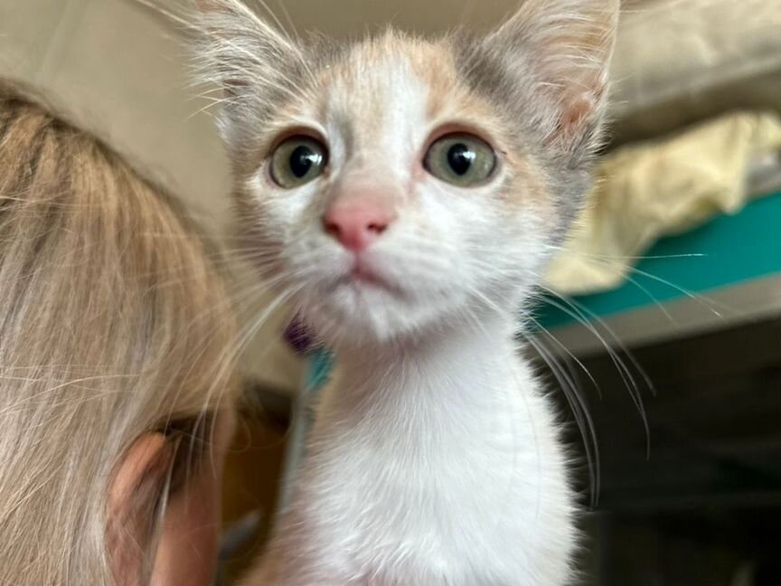 Котёнок трёхцветный охотник из приюта бесплатно