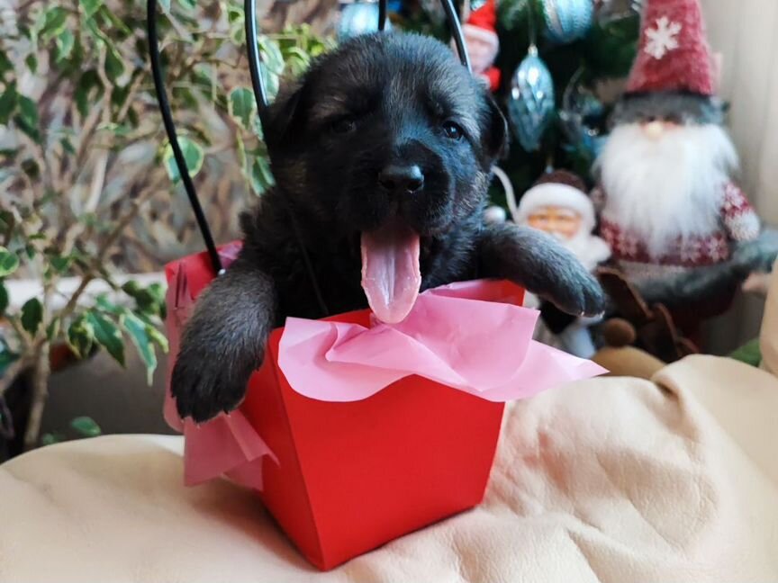 Восточноевропейская овчарка