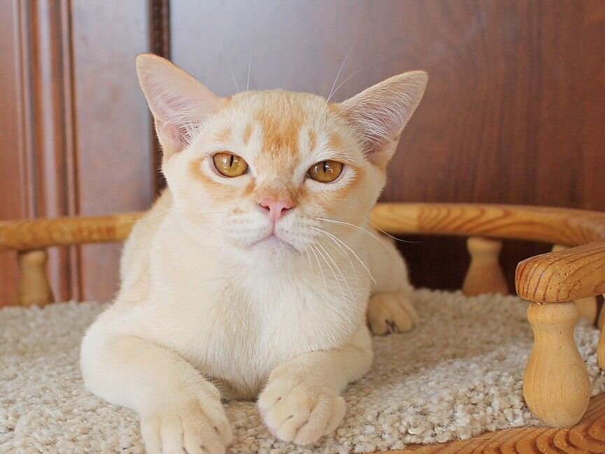 Котята Европейской Бурмы