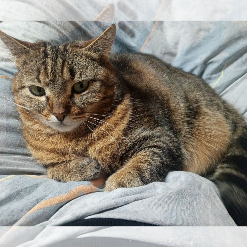 Взрослая кошка в добрые руки