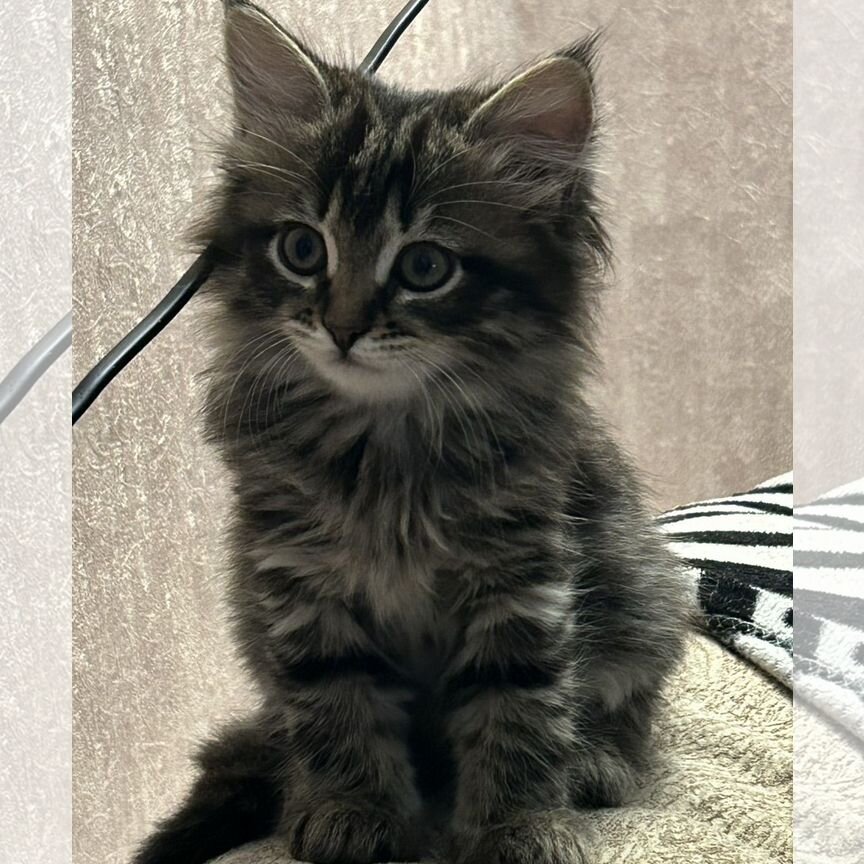 Котята в добрые руки бесплатно девочка мальчик