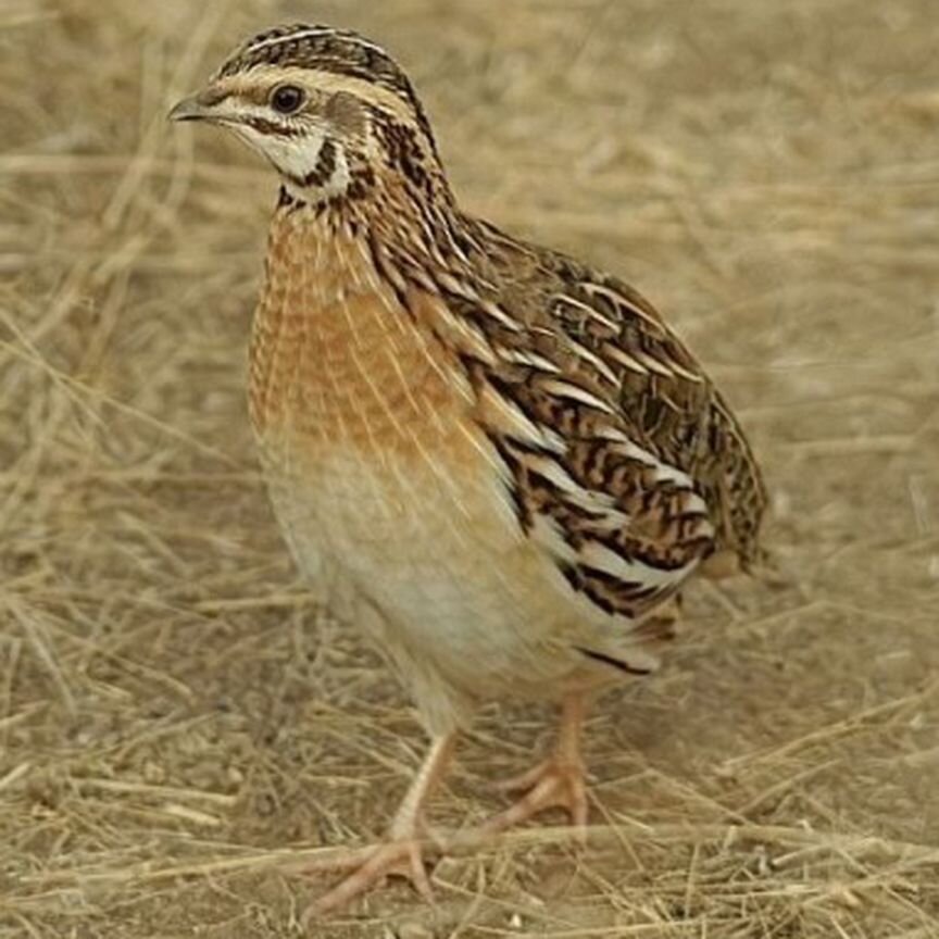 Перепела разных пород яйцо