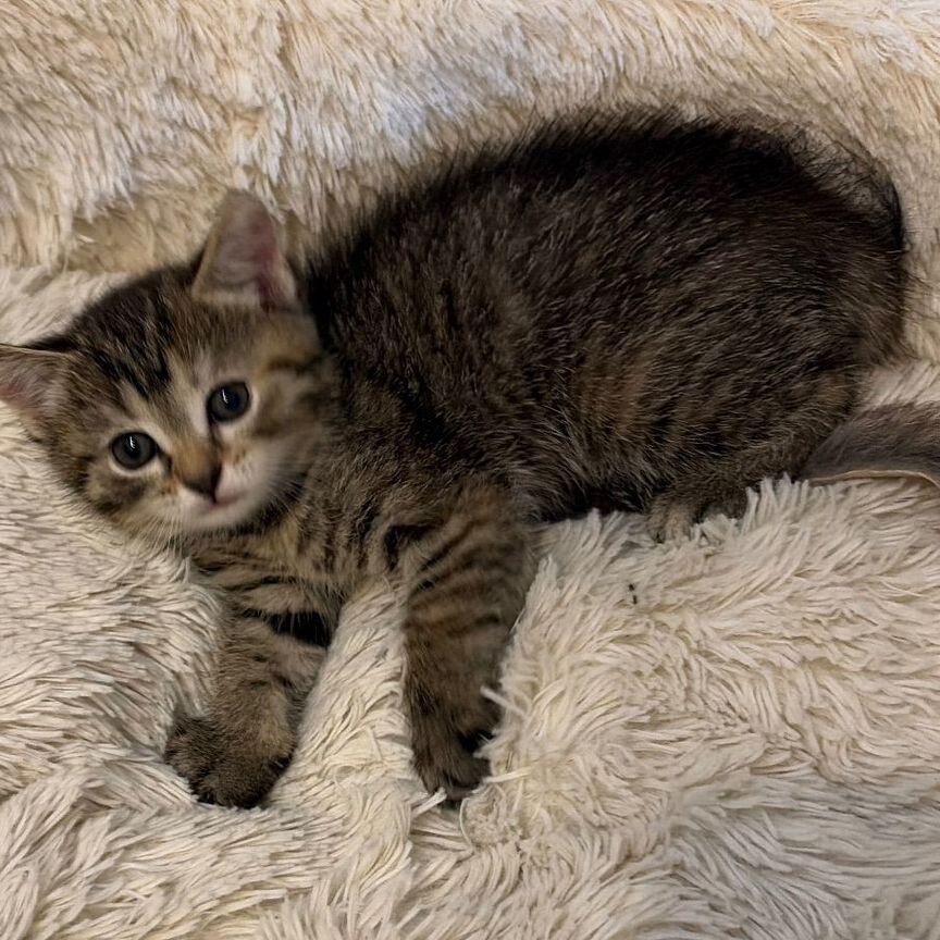 Котёнок от частного владельца