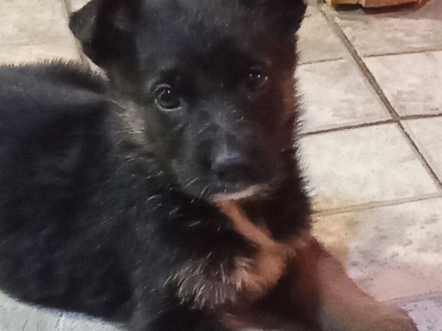 Собака в добрые руки отдам бесплатно