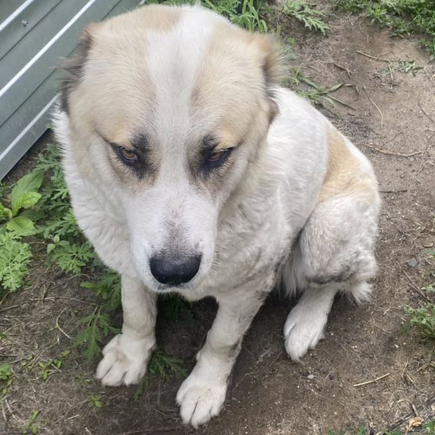 Отдам алабая девочку в хорошие руки