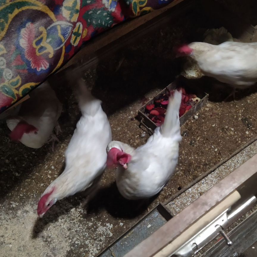 Куры несушки продам