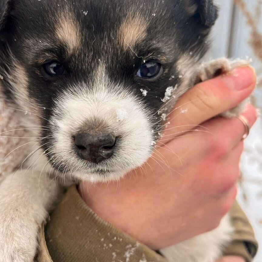 Щенок-мальчик