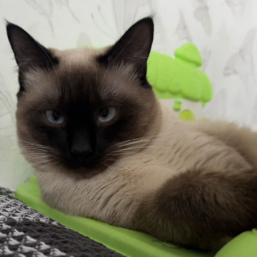 Тайский котёнок