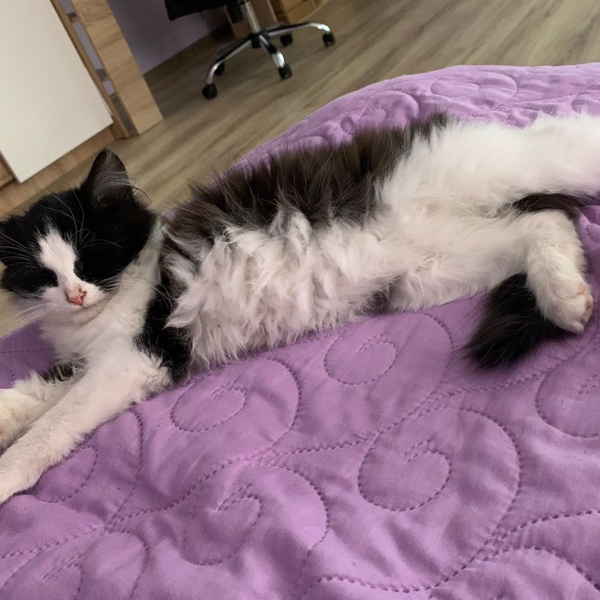 Котёнка никто не хочет брать из-за окраса