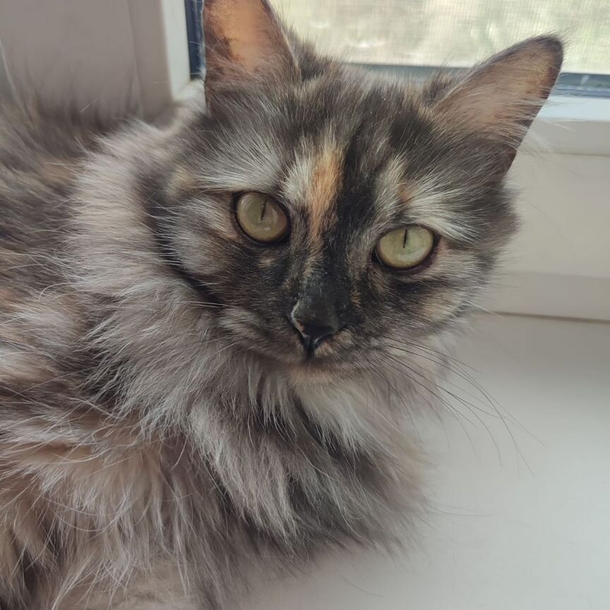 Ева ищет дом и добрые руки